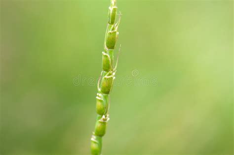 Head Of A Tausch S Goatgrass Aegilops Tauschii Stock Image Image Of