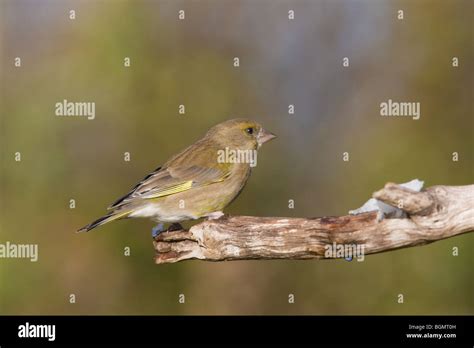 European Greenfinch Carduelis Chloris Adult Male In Non Breeding