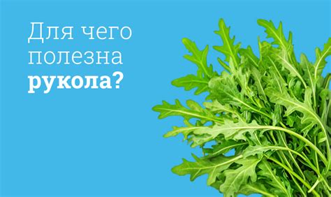 Щавель польза и вред Советы и рекомендации