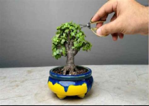 A Work Of Artifice Extract Questions Treasure Chest Workbook Solutions