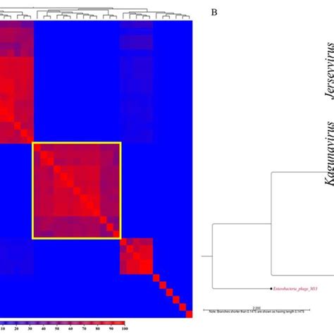 Comparative Genomic And Evolutionary Relationships Of Escherichia Phage Download Scientific