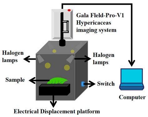 rapid nondestructive detection of chlorophyll content in muskmelon