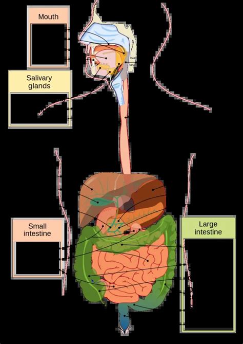 Human Digestive System Organs Structure Functions Biology Notes