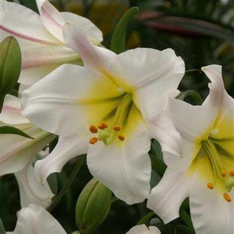 Lilium regale 'Album'