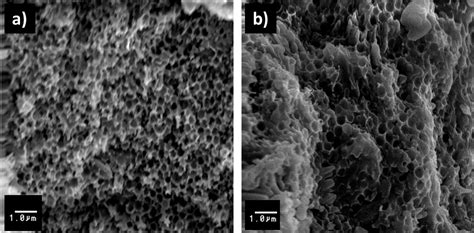 Frontiers Hydroxyapatite Scaffolds Surface Modified With Pluronic For