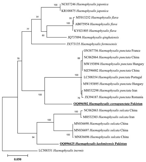 Phylogenetic Position Of Haemaphysalis Kashmirensis And Haemaphysalis