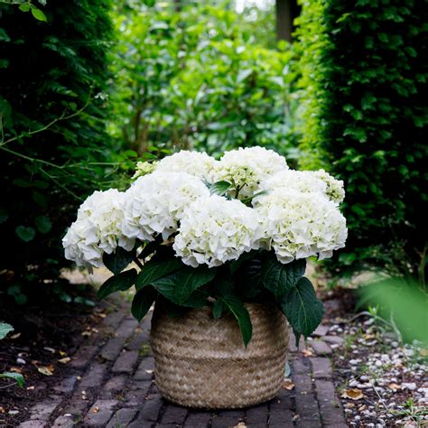 Hydrangea Forever And Ever White 1 X 2 Litre — Plants2gardens