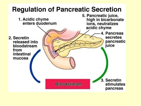 Pancreatic Secretion Composition Regulation Function Differences Between Jejunum And Ileum