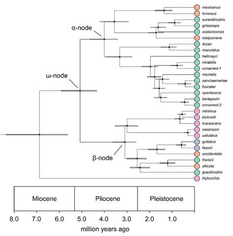 ultrametric bayesian inference bi chronogram of catharus with 28