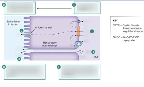 Aandpii Saline Secretion Chapter 17 Diagram Quizlet