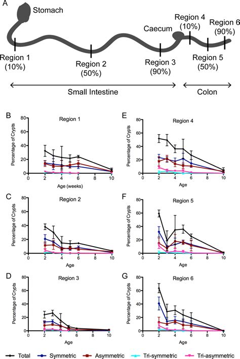 Incidence Of Crypt Fission During Postnatal Development Crypts