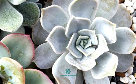 Tipos Populares De Suculentas Um Guia Para Iniciantes