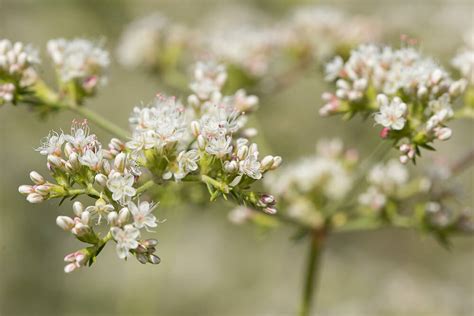 California Buckwheat Characteristics At Richard Avitia Blog