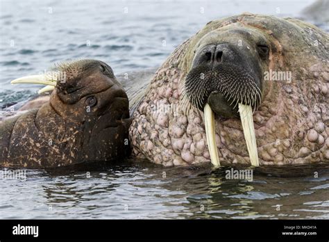 Pair Of Atlantic Walrus Odobenus Rosmarus One Adult And One Younger