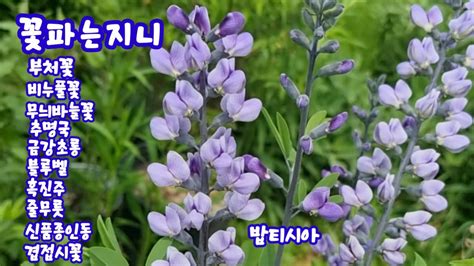 꽃파는지니 오늘의꽃~부처꽃비누풀꽃추명국금강초롱블루벨즐무릇초화화밥티시아신품종인동흑진주백봉분재국화애기범부채겹에키네시아무늬아주가솔잎도라지분홍톱풀겹
