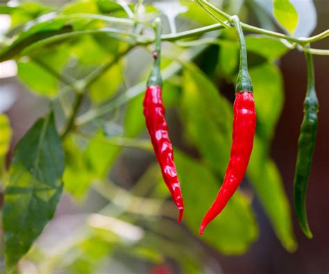 When And How To Fertilize Chili Plants A Focused Look Homes And Gardens
