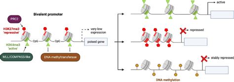 Developmental Resolution Paths For Bivalent Chromatin Download