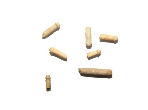 Echinoidea Member Collections The Fossil Forum