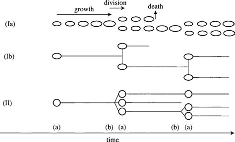 Model Life Cycle Ia And Schematic Of Branching Process Ib For Download Scientific Diagram