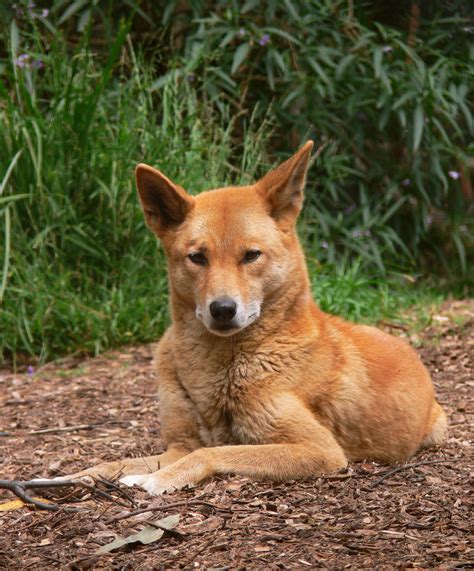 American Dingo Dog Facts