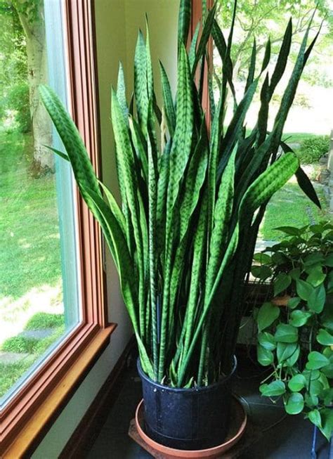 16 Best Tall Grass Like Plants Plants That Look Like Grass
