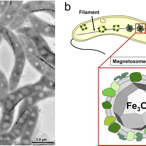 Comparison Of Magnetosome Free And Producing Cells Of M Download
