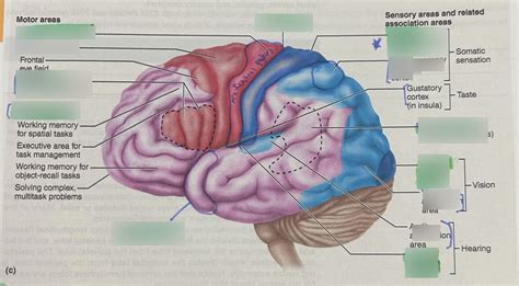 Anatomy Brain Cortex Diagram Quizlet