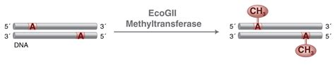 Ecogii Methyltransferase Neb