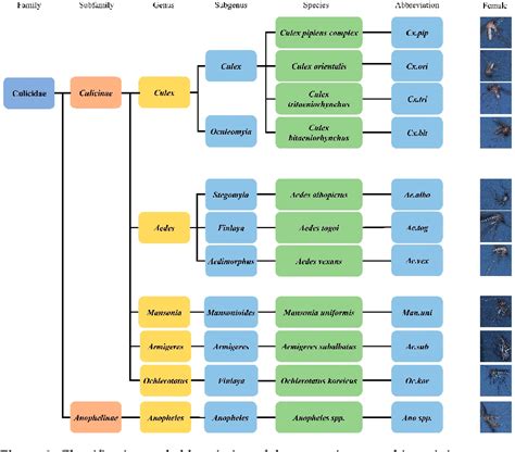 Figure 2 From Deep Learning Based Image Classification For Major Mosquito Species Inhabiting