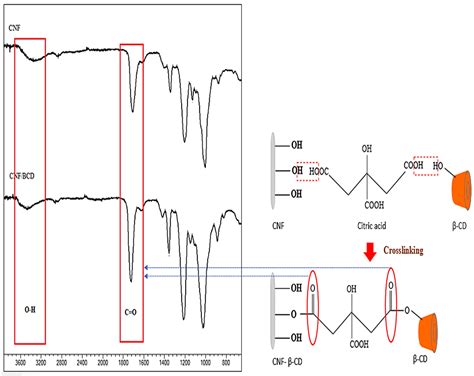 Adsorption Of Fatty Acid On Beta Cyclodextrin Functionalized Cellulose