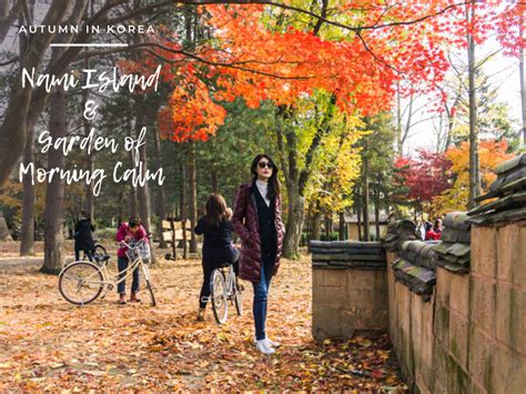 Autumn In Korea What To Do In Nami Island And Garden Of Morning Calm