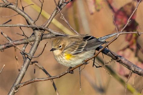 News Wcas Fall Warbler Challenge 2020 Fall Warbler Identification Evening Western Cuyahoga
