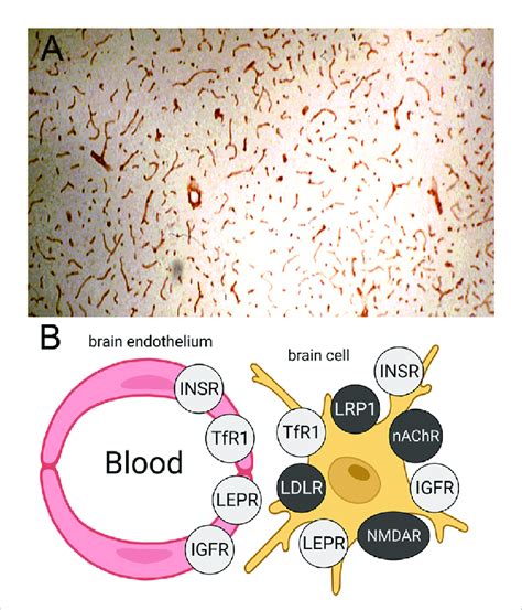 A Immunohistochemistry Ihc Of Rat Brain With An Antiserum Against