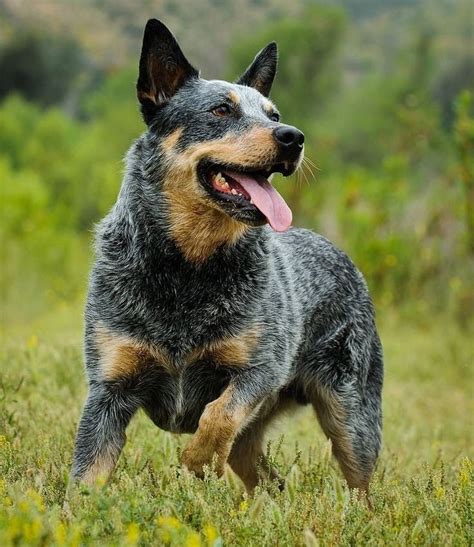 Brazilian Cattle Dogs