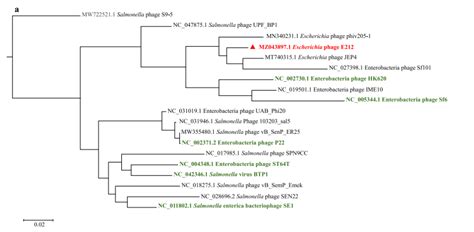 【派森诺项目文章】新型噬菌体的分离、鉴定与全基因组测序研究 知乎