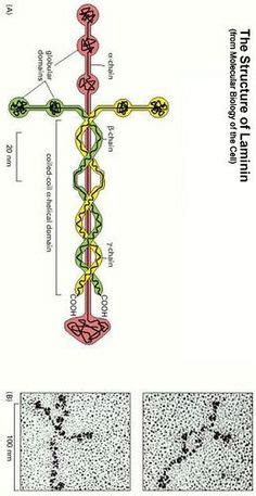 This Is Laminin The Molecule Laminin Is The Protein That Holds Human