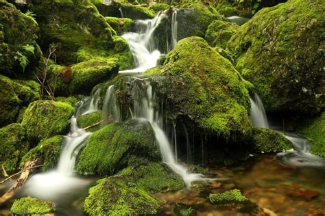 Different Types Of Moss Pictures Care MyMyDIY Inspiring DIY Projects