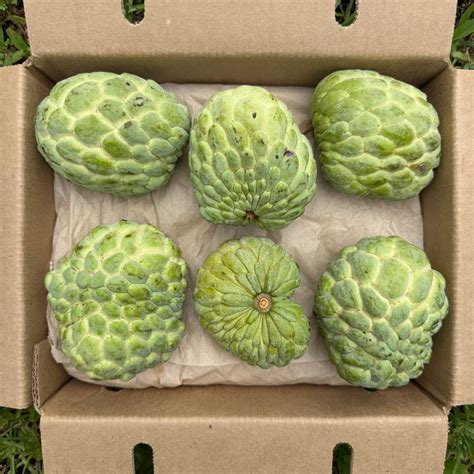 Ppc Phet Pak Chong Atemoya Pre Order Miami Fruit