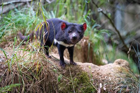 Premium Photo Beautiful Tasmanian Devil In The Tasmanian Bush