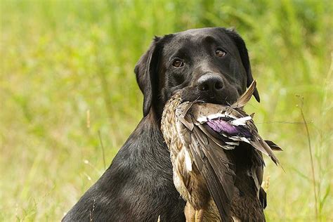 Labrador Retriever Pictures American Kennel Club