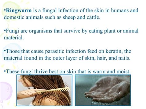Ringworm Ppt Skin And Dermatology Diseases And Conditions