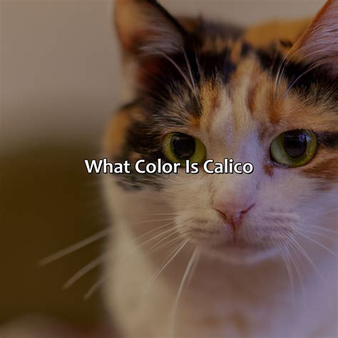 What Color Is Calico