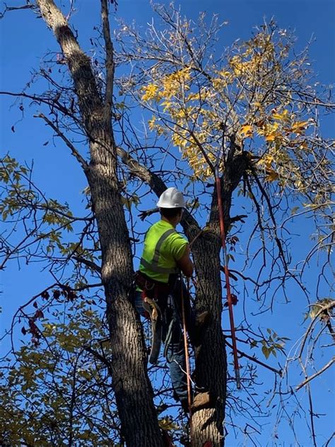 Tree Services Gallery Minneapolis MN Central Minnesota Tree Service