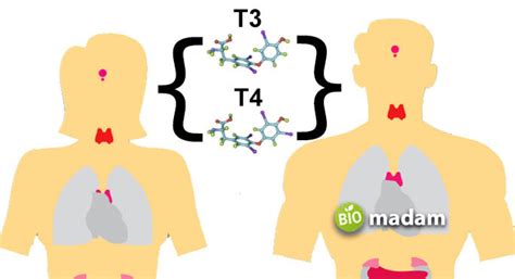 Thyroid Hormones Test Normal Values TSH ETR TRH T T Test