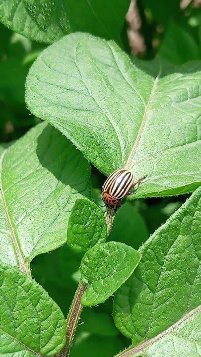 კოლორადოს ხოჭო Beetle Nature Caucasus Wildlife Wildnature Shorts Trevel Foryou Youtube