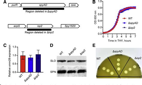Figure 3 From Genome Wide Screens Identify Group A Streptococcus