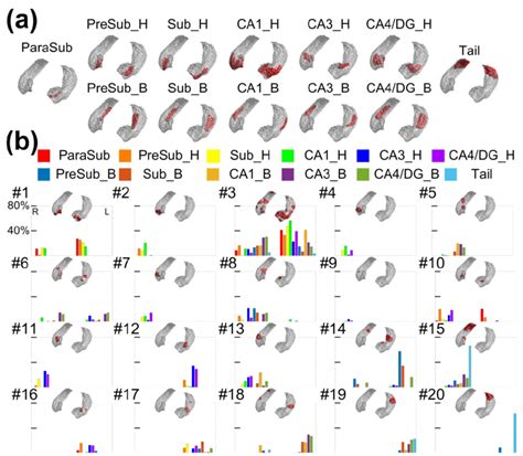 Anatomically And Functionally Defined Hippocampal Subfields And Their