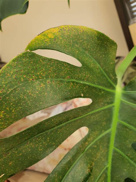 Monstera Leaves Covered In Tiny Yellow And Brown Spots Rplantclinic