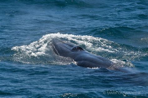 Orca Brydes Whale