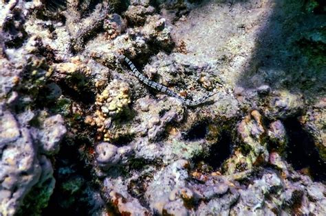 Premium Photo Yellow Banded Pipefish Network Pipefish Corythoichthys